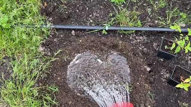 Посадка гортензий. На чем сэкономили. Цены саженцев и размеры сортов