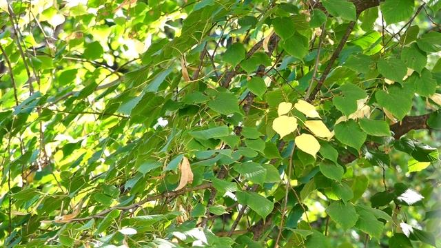 04.2 Душа Безмолвия. Молитвы разделенности