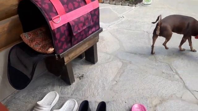 6 кг с куста! Муж назвал меня экскаватором! Обои не клеятся, собака не гуляет...