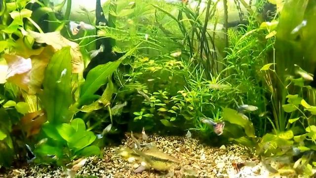 Мой аквариум/планы по дизайну