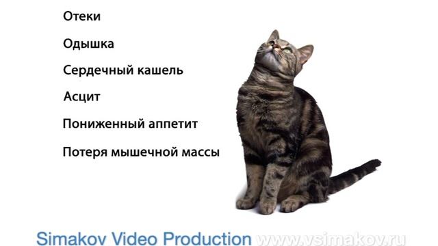 Валта ТВ - Советы ветеринарного врача. Сердечная недостаточность у животных