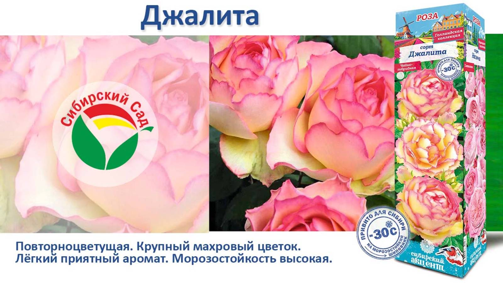 Роза Джалита (Чайно-гибридная) от Агрофирмы "Сибирский сад"