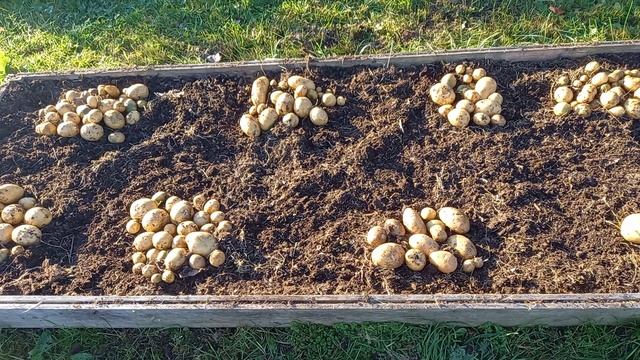 #7 Урожай картофеля под травой. 8 сезон