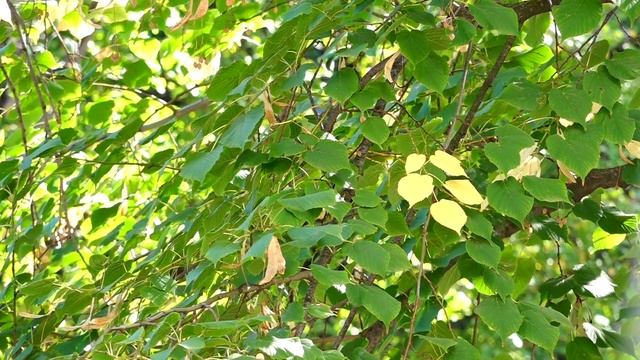 02.0 Душа безмолвия. Молитвы любви.