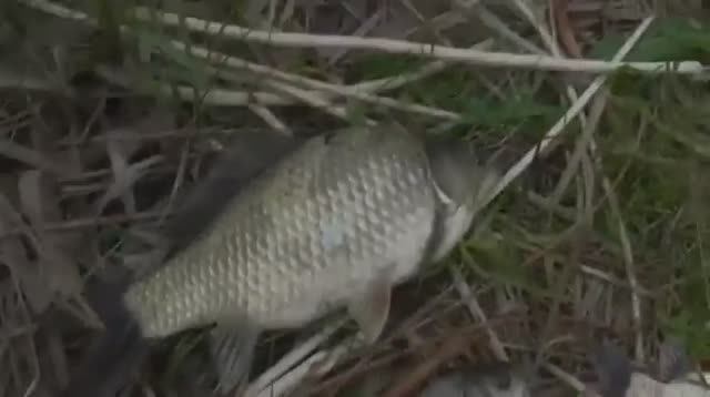 Много карася. Я никогда таких не ловил!