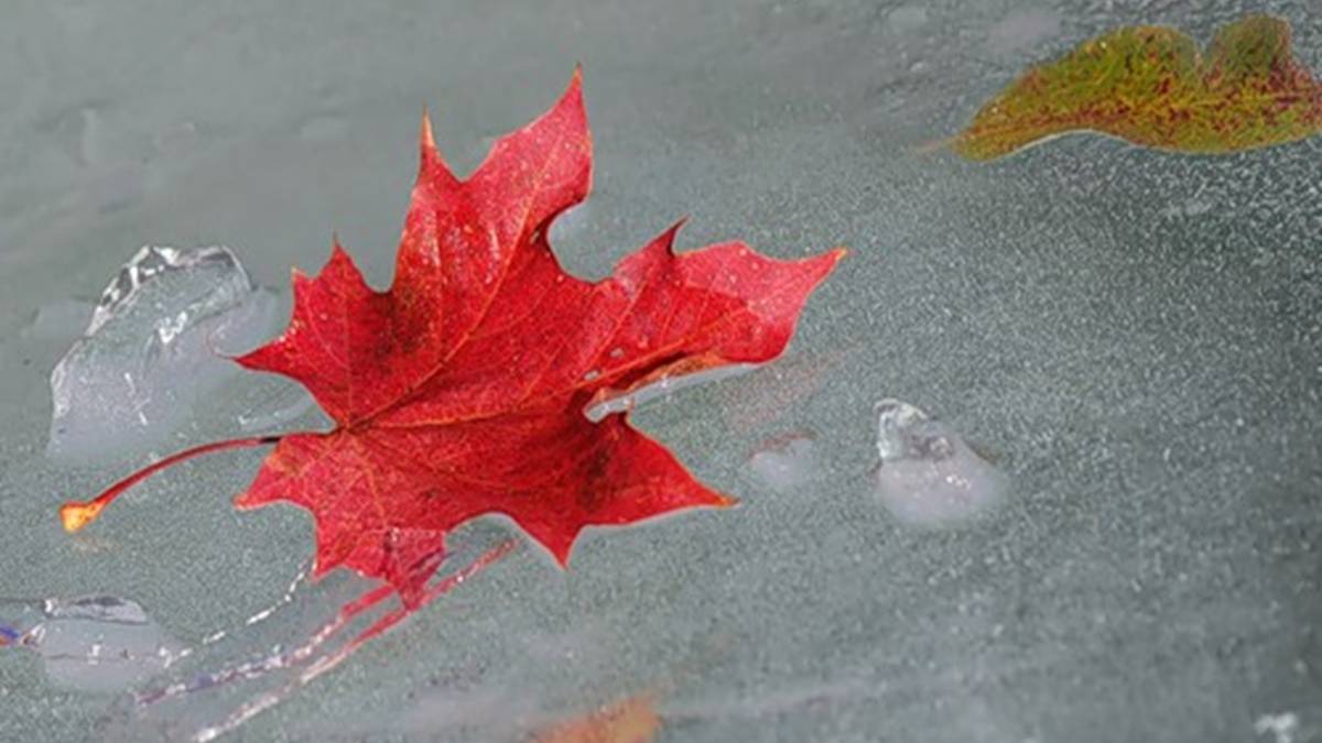 ОСЕНЬ. Отполыхало (муз. "Besame mucho", плейлист «Осень. Просто осень. Гитара Francis Goya»)
