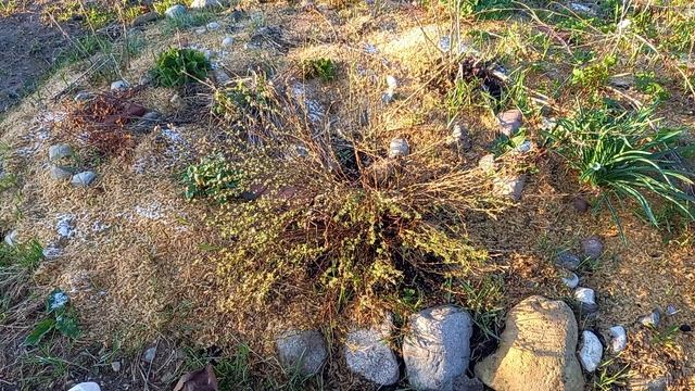 #3 Третья телега прибыла на дачу. 8 сезон