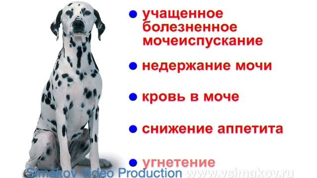 Валта ТВ - Советы ветеринарного врача. Мочекаменная болезнь у собак