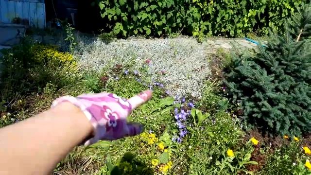 На дачу на 2 дня! Продуктивные выходные и в гости с арбузом!