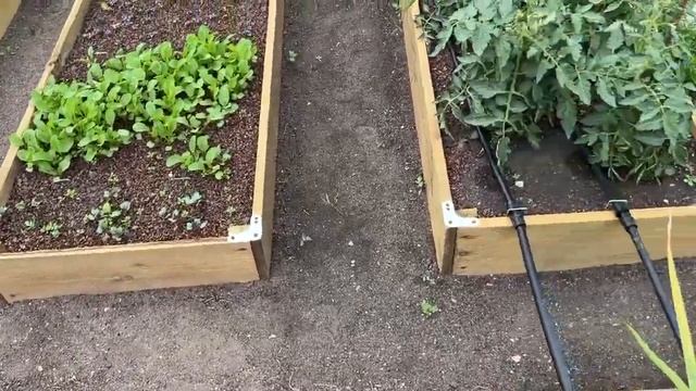 Сделала капельный полив сама, без мужчины! Рассказываю