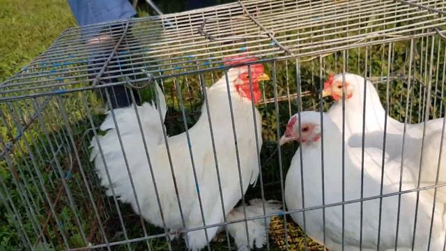 28.07.19. Птичий рынок г.Кропоткин ч 3. Bird market Kropotkin h 3.