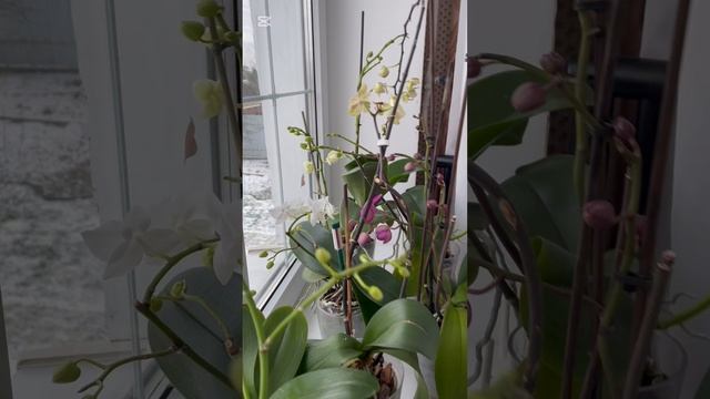 Зима, на мой взгляд, лучшее время для цветения орхидей #орхидеи