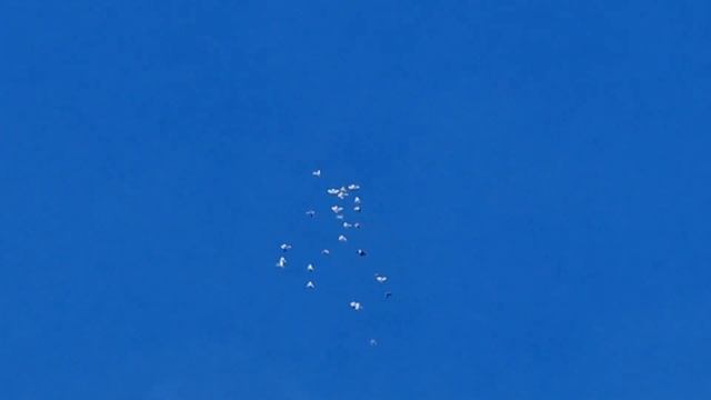 Голуби и хитрый тренер(Ястреб)Doves and the Cunning Trainer (Hawk)