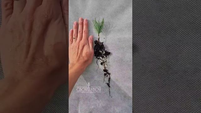 пересадка горной сосны