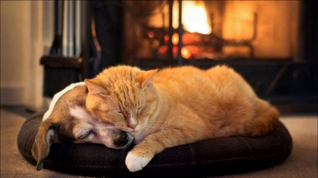 Уютный Мурлыкающий Кот, Потрескивающий Камин и Метель за Окном