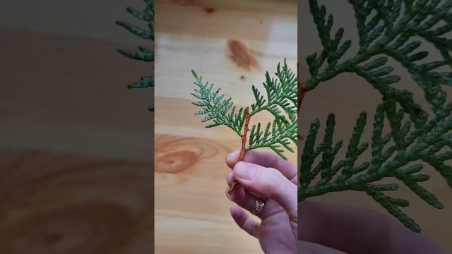 Черенки бывают разные #питомникрастений