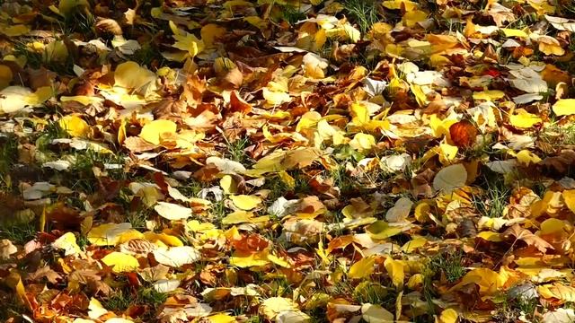 17. 17.  Зинаида Миркина.  Избранное.