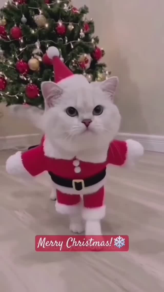 Merry Xmas! ⭐ #GlennGould #beethoven