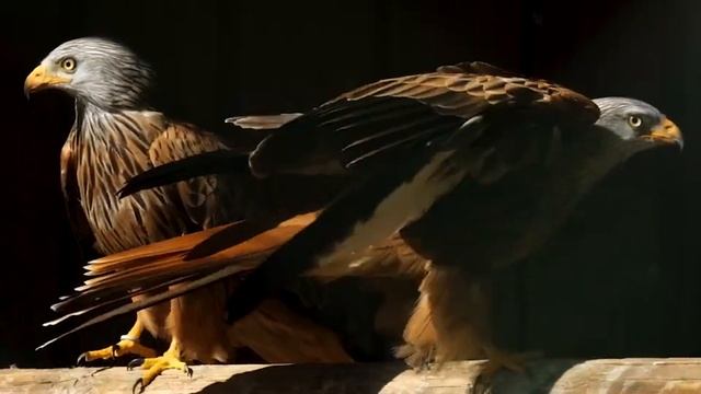 Неоклассика