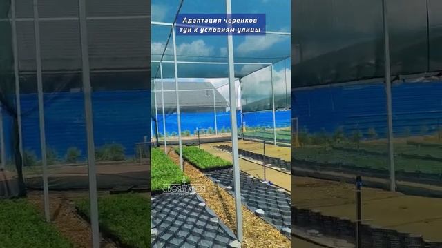 Аклиматизация черенков после теплицы