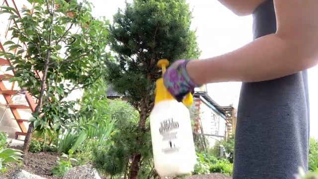 Подкормка хвойных летом. Чем и как удобряю, чтобы ёлочки были зелёными и красивыми