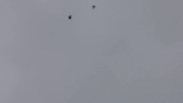 19.09.19. Голуби Орлы Тренировка. Pigeons Eagles Training.