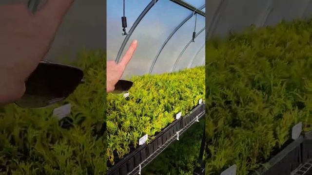 как чувствуют себя черенки. 23.04.2023 #питомникрастений