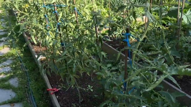 В Челябинске жара. Устроили душ из лейки. 2 ведра клубники и СВО у соседей