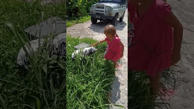 Гумиста. Абхазия. Николь