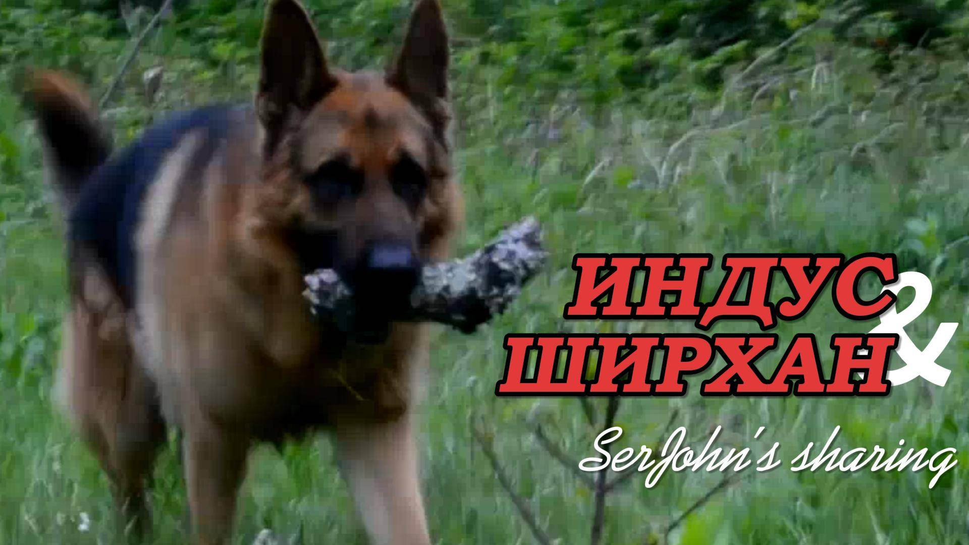 Немецкие овчарки