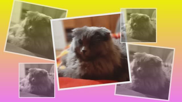 Шеба у меня в гостях