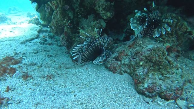 Обзор бухты Шаркс бей ( Shark's Bay) 3 серия. Каранксы и другие