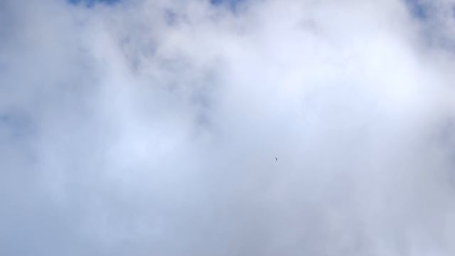 Голуби казнить нельзя помиловать-сапсан Doves cannot be executed - peregrine falcon