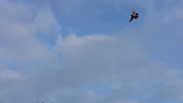 10.05.18. Гоняем голубей.