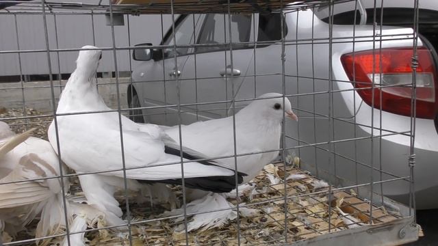 10.11.19. Птичий рынок г. Пятигорск ч1. Bird Market Pyatigorsk Part 1