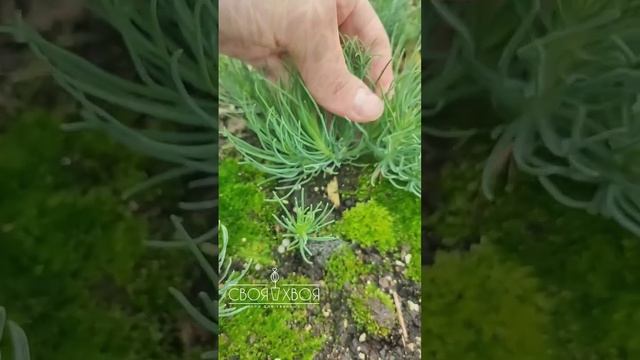 сеянцы горной сосны. уже с почками. в 2-4 стволика