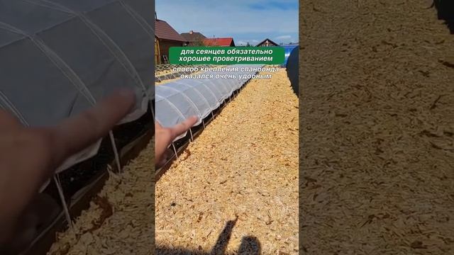 проветривание сеянцев горной сосны