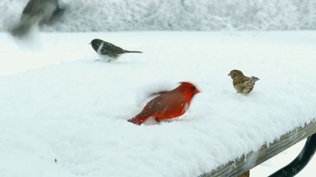 В новый век