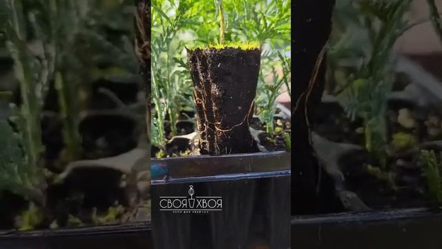 Черенки туи на доращивание