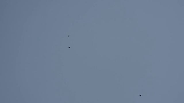 Голуби небольшая командировка