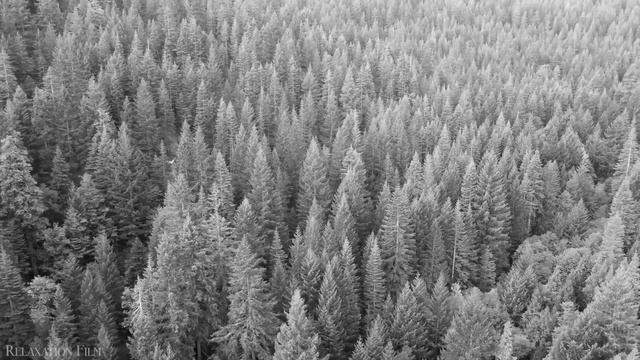 15. 15.Зинаида Миркина. Фея Перели.