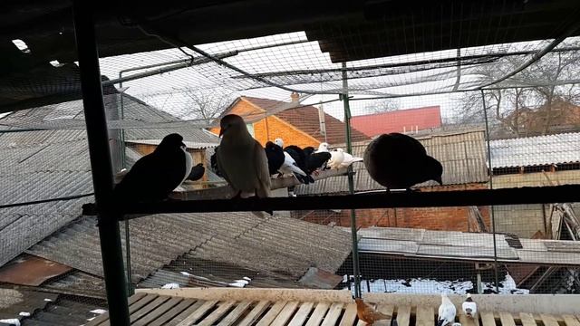 Поддоны для  голубей.