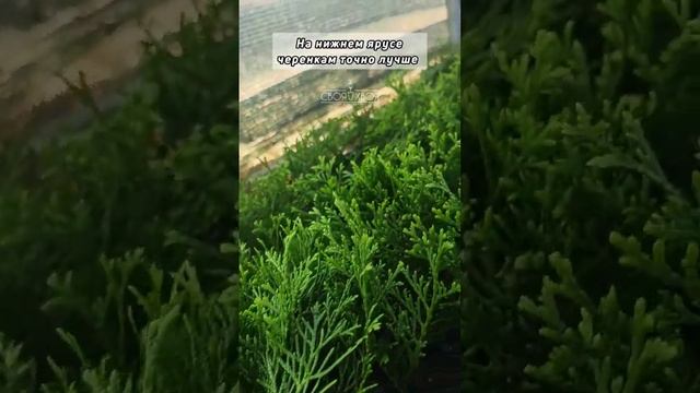 туя смарагд в кассете на доращивание