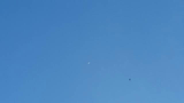 14.05.18. Голуби не спят и сапсан тоже.