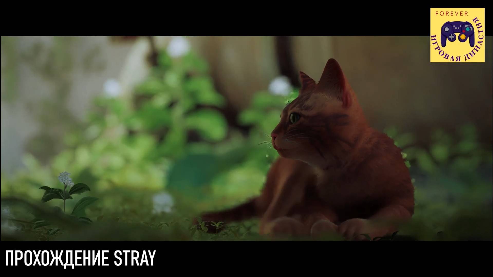 Прохождение Stray. Приключения молодого котика.