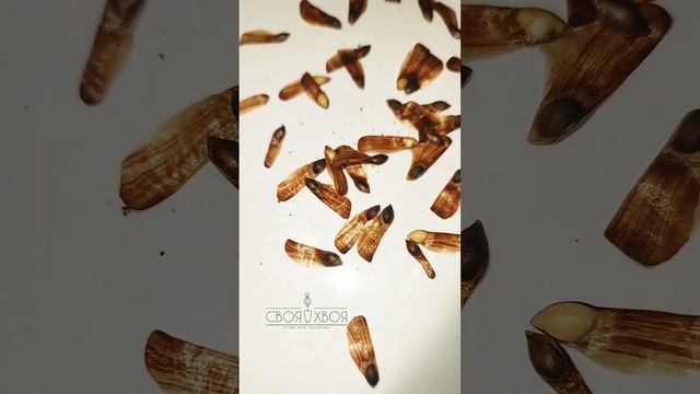 Добываем семена горной сосны #питомникрастений