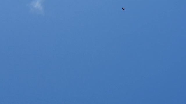 06.08.19. ГОЛУБИ+САПСАН+ОРЕЛ. DOVES + SAPSAN + EAGLE.