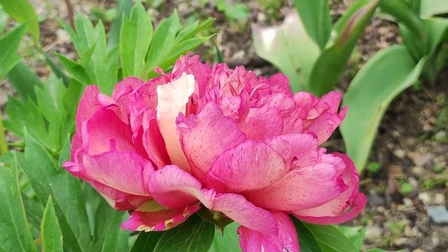 2023. Цветение пионов ИТО-гибридов.