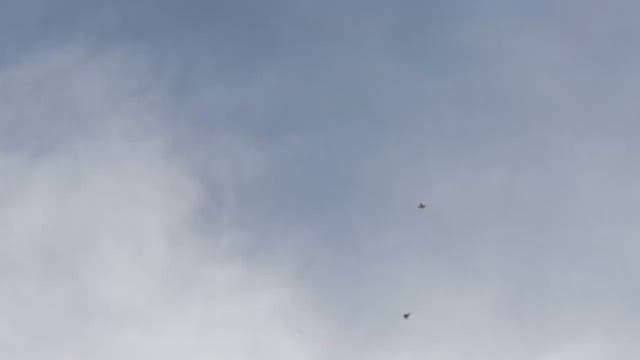 3.03.18. Не заплонированный лет голубей.