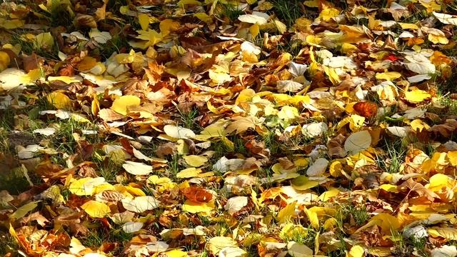 14. 14.  Зинаида Миркина.  Избранное.